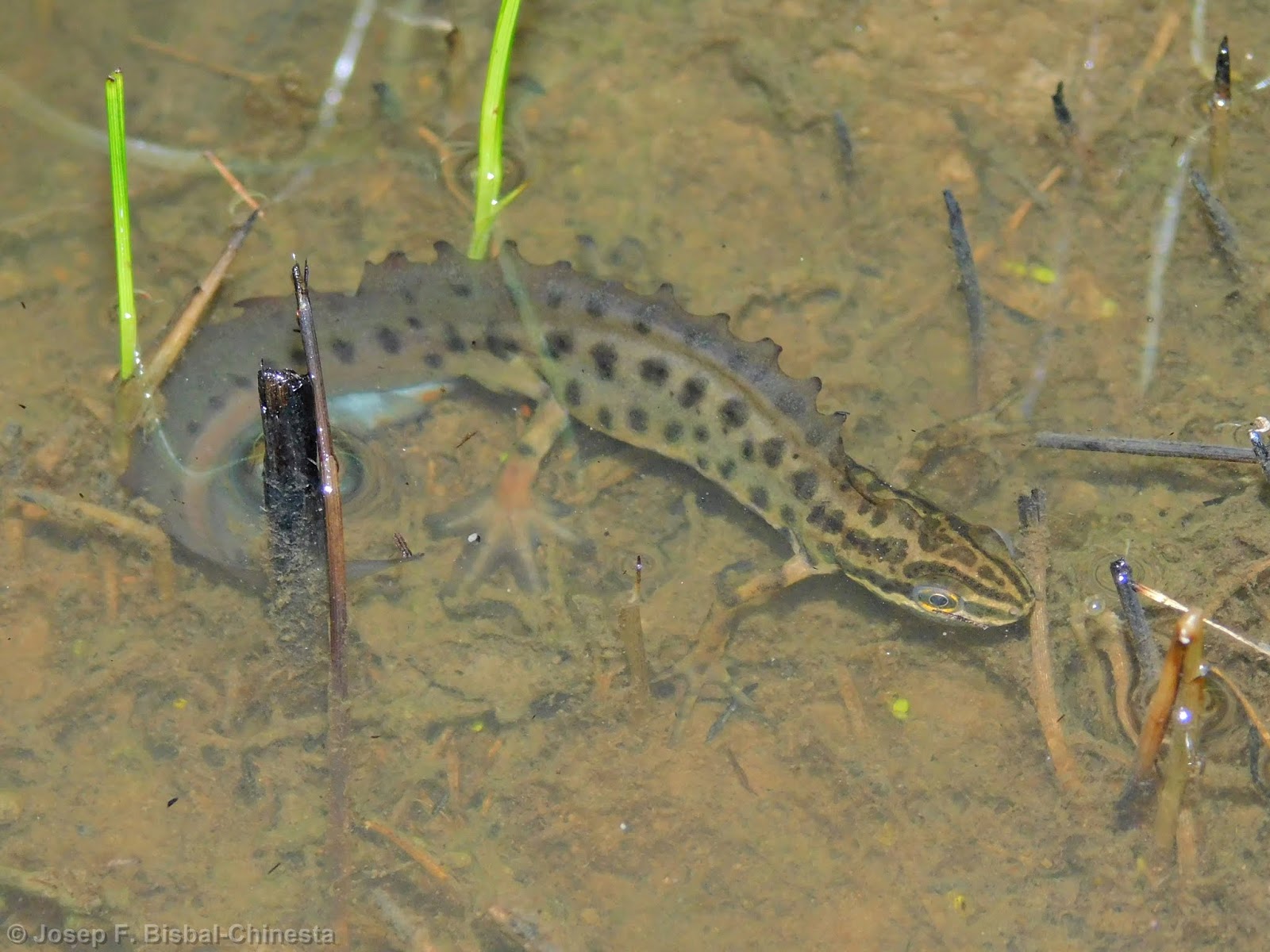 (Paleo-)Herpetología: Herp Trip - Anfibios y reptiles de Serbia, el ...