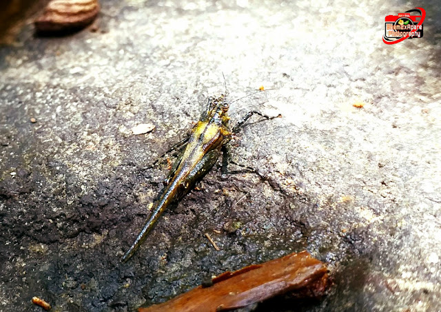 Crafted in a Marvelous Design: Nature's Beauty at Lampanag Ridge ...