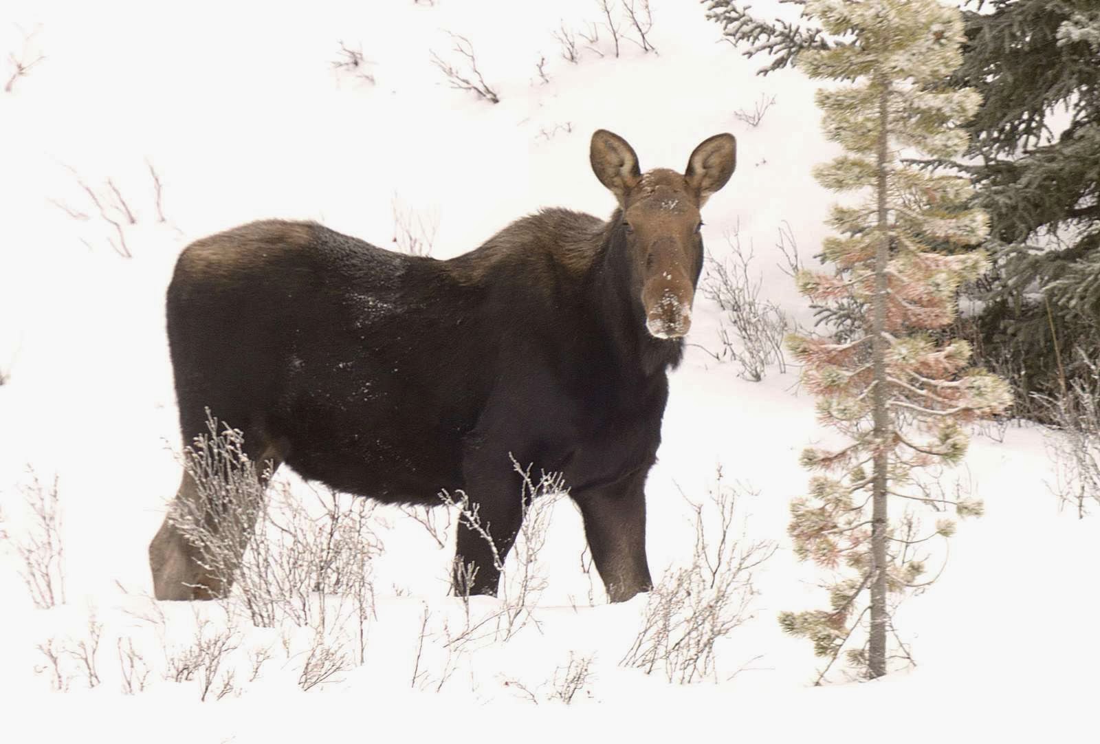 Turbo's Track and Photo Tour: Great Grey, Moose, Wolf, NPO (20140101 ...