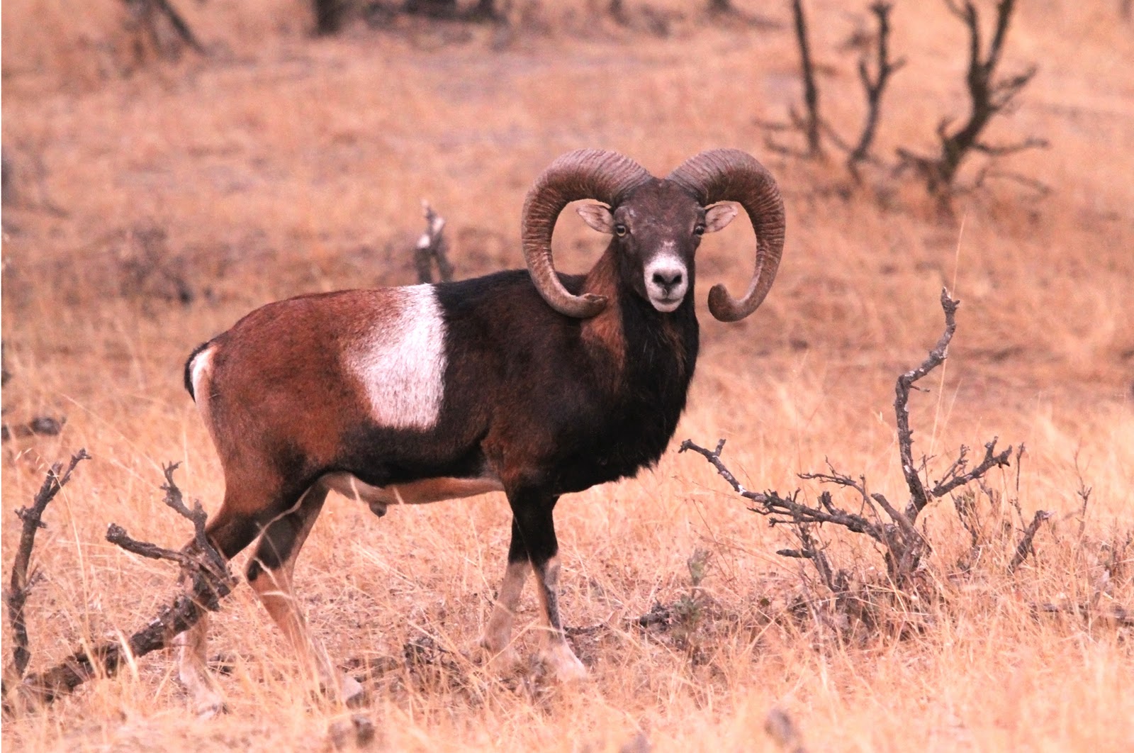 Fotografía de Naturaleza - JM Gavilán: Muflón europeo (Ovis orientalis ...