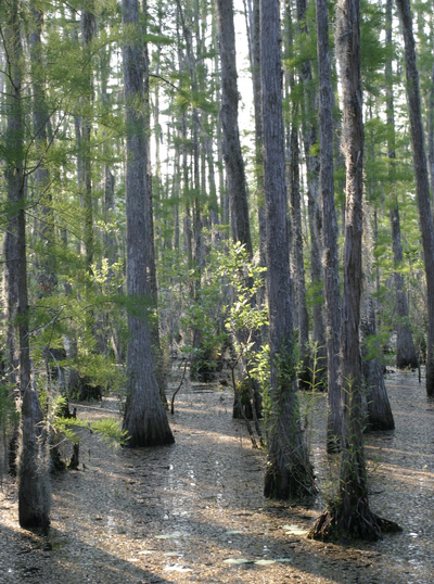 Trees Planet: Taxodium ascendens - Pond Cypress