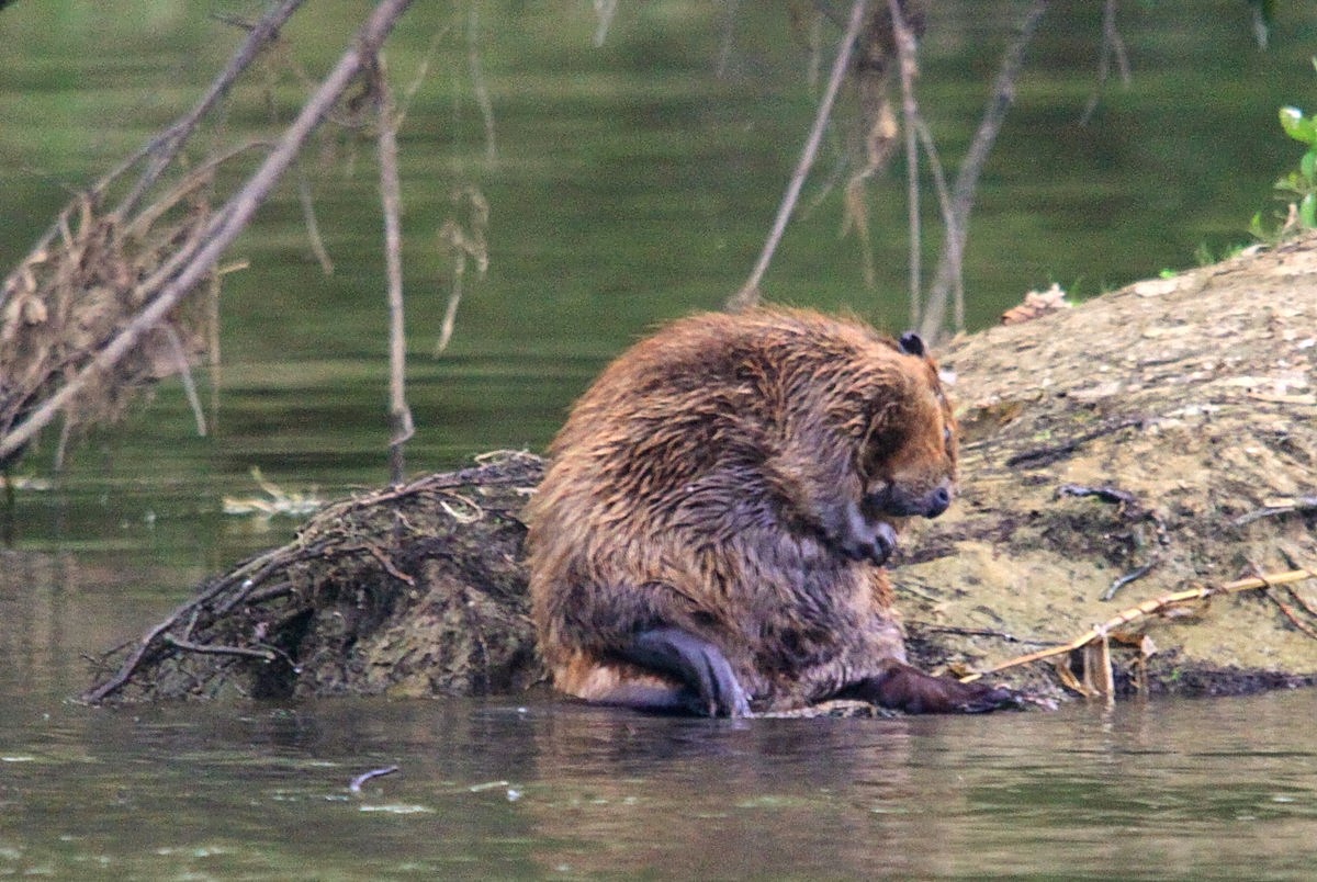 Gary's Outdoor Wanderings2: MORE UNUSUAL BEAVER PICS