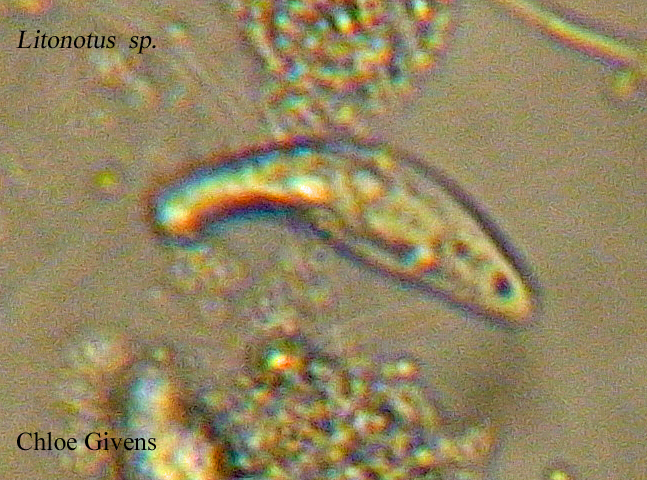Botany 111: An Inquiry Into The Dynamic Microorganisms In Our Environment