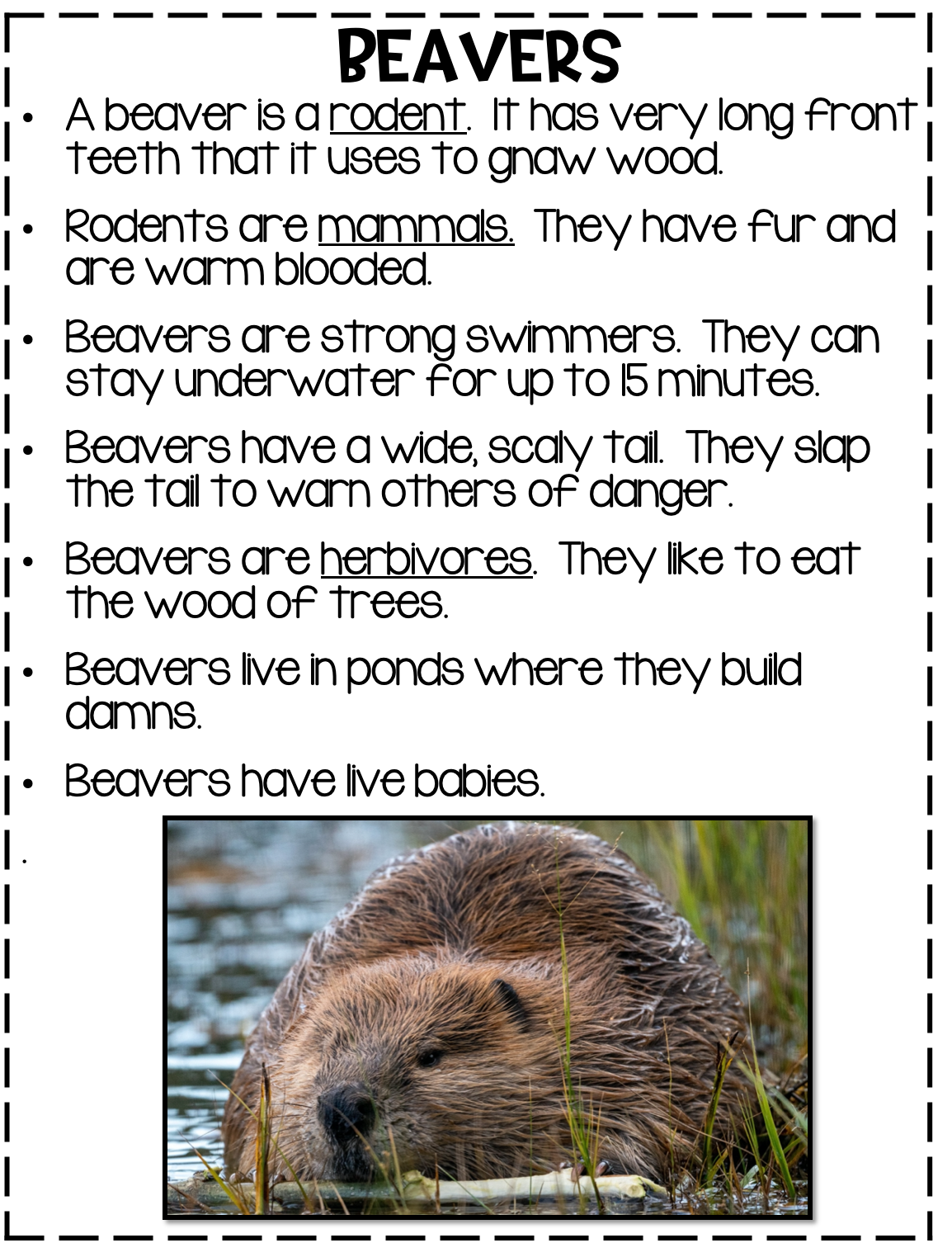 1st Grade Hip Hip Hooray!: Animal A to Z... Read, Write, Word Work ...