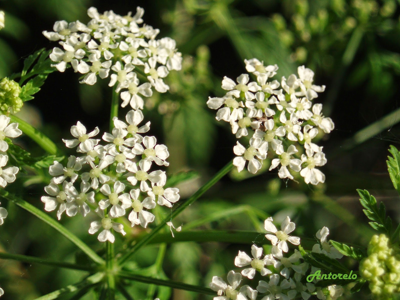 Estas flores de esta flora: Conium maculatum