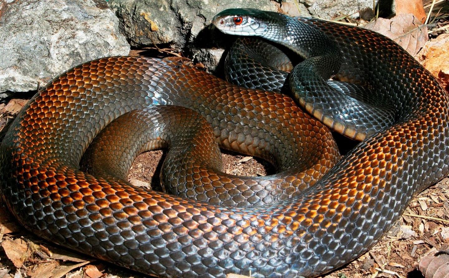 Serpiente TERRESTRE mas venenosa del mundo. LA Australiana TAIPAN DEL ...