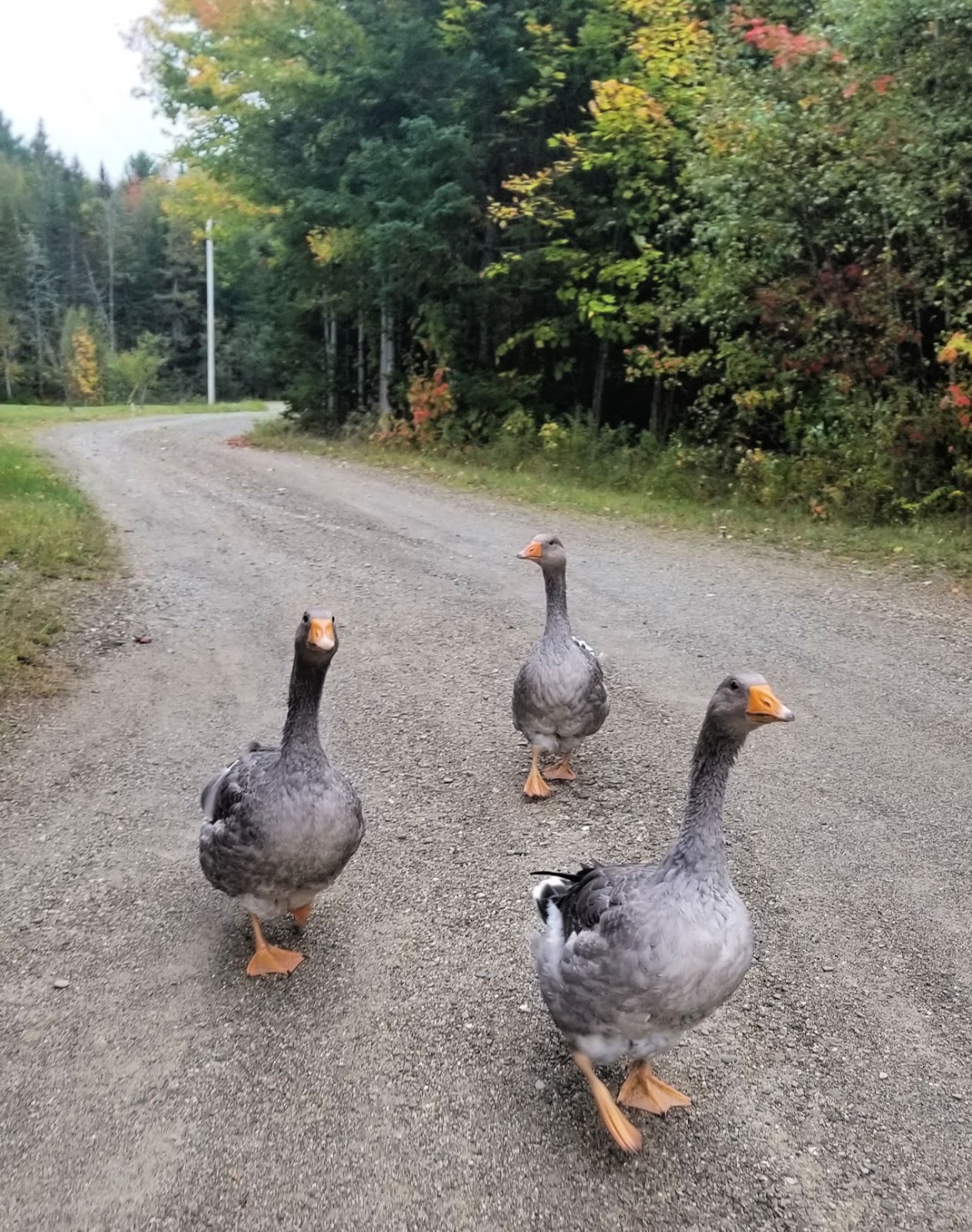 12 Fun Facts About Pet Geese 12-fun-facts-about-pet-geese