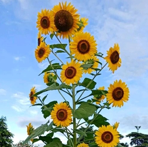 5 Gambar Bunga Matahari Untuk Wallpaper | Gambar Animasi GIF SWF | DP ...