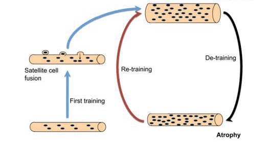 ss-running: Muscle memory : ความทรงจำของกล้ามเนื้อ