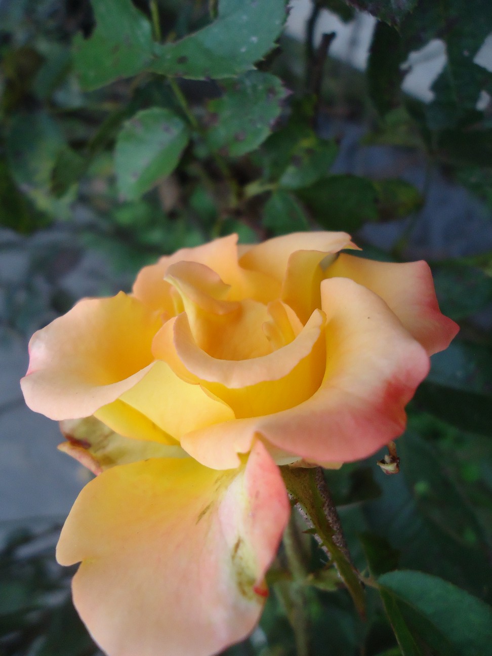 WALLPAPER BUNGA MAWAR PELANGI - Rumah Daun Muda