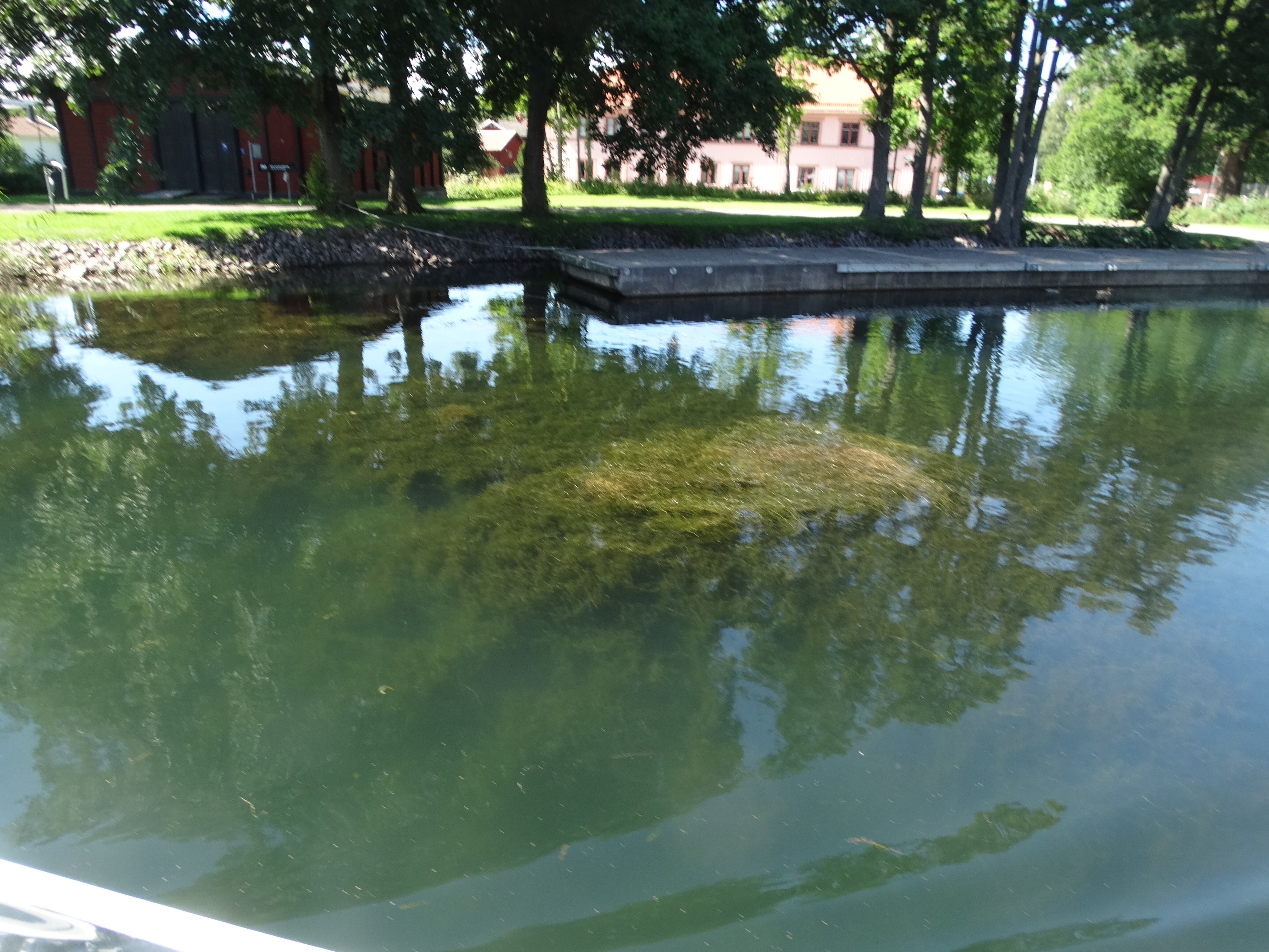 Medströms: Göta Kanal "vattenpest katastrof"