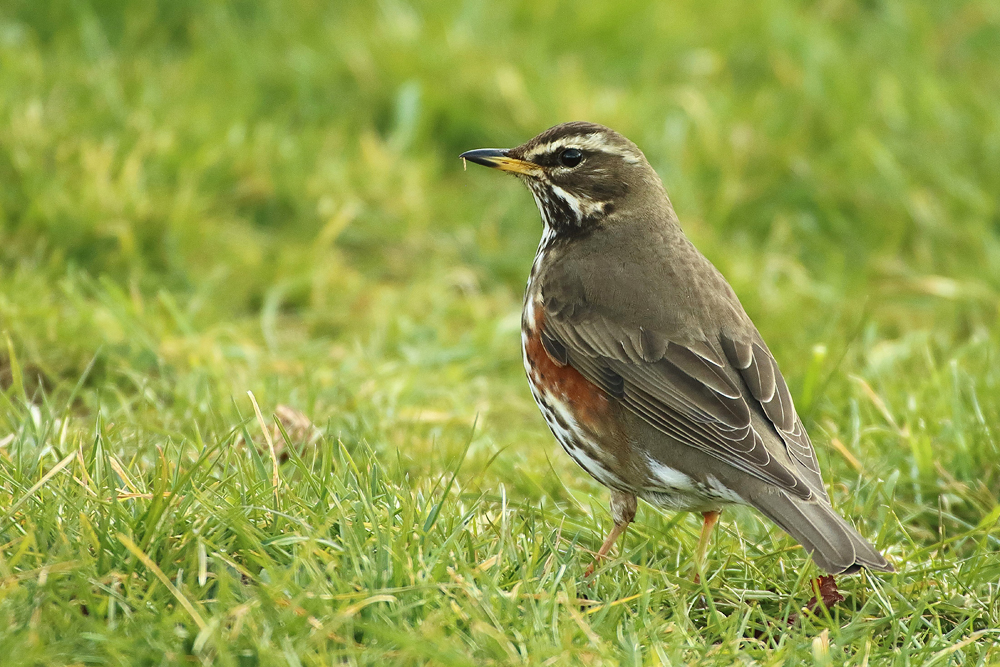 CAMBRIDGESHIRE BIRD CLUB GALLERY: Redwing