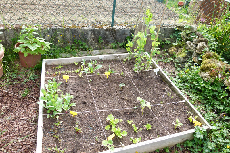 A Fleur d'Ô: et dans mon coin potager