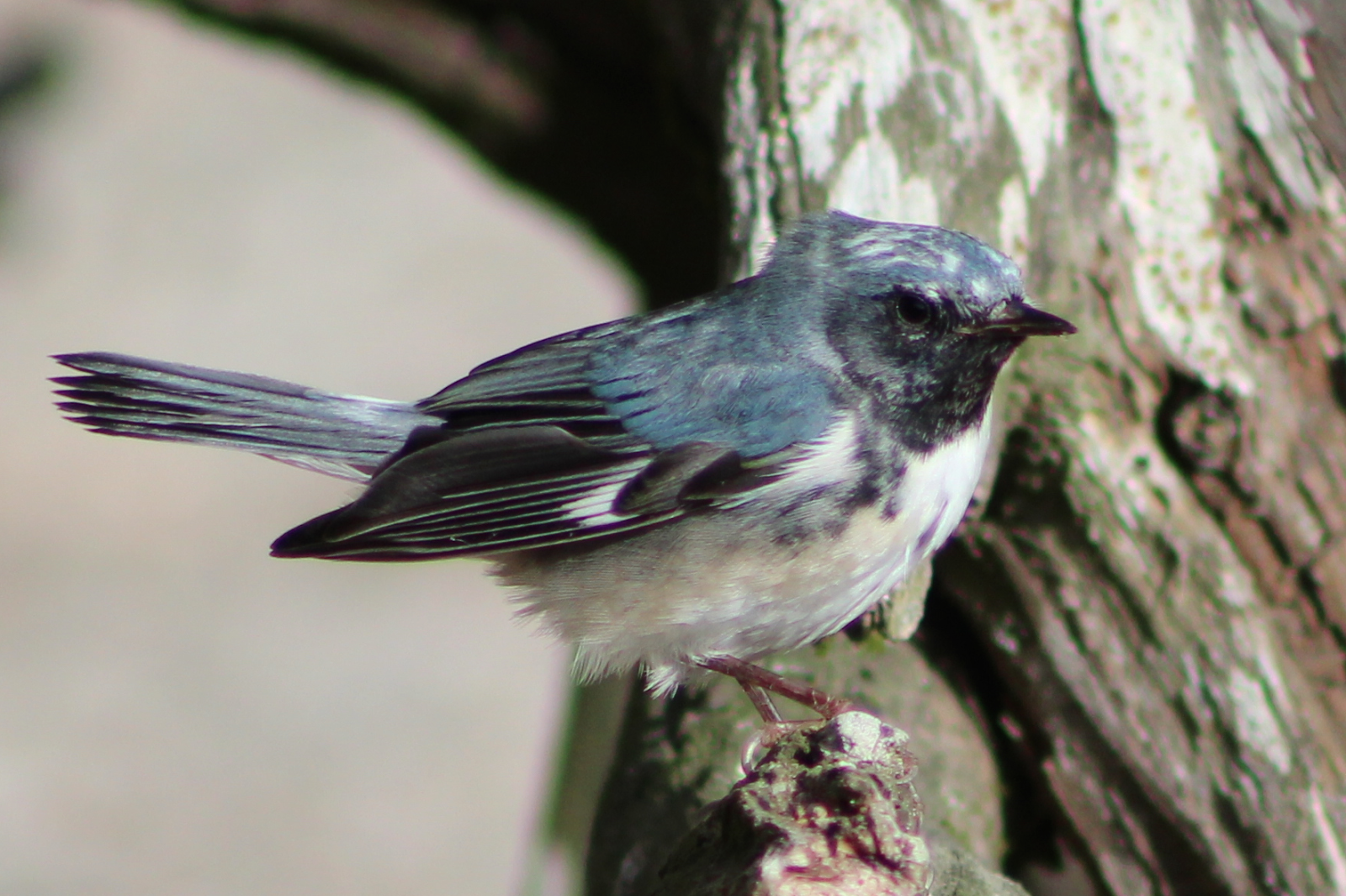Los Farallones: Partial Amelanism or Albinism: Not So Black and White