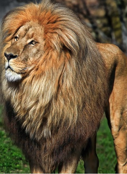 FELINOMANIA Y FELINOLOGIA: enero 2015