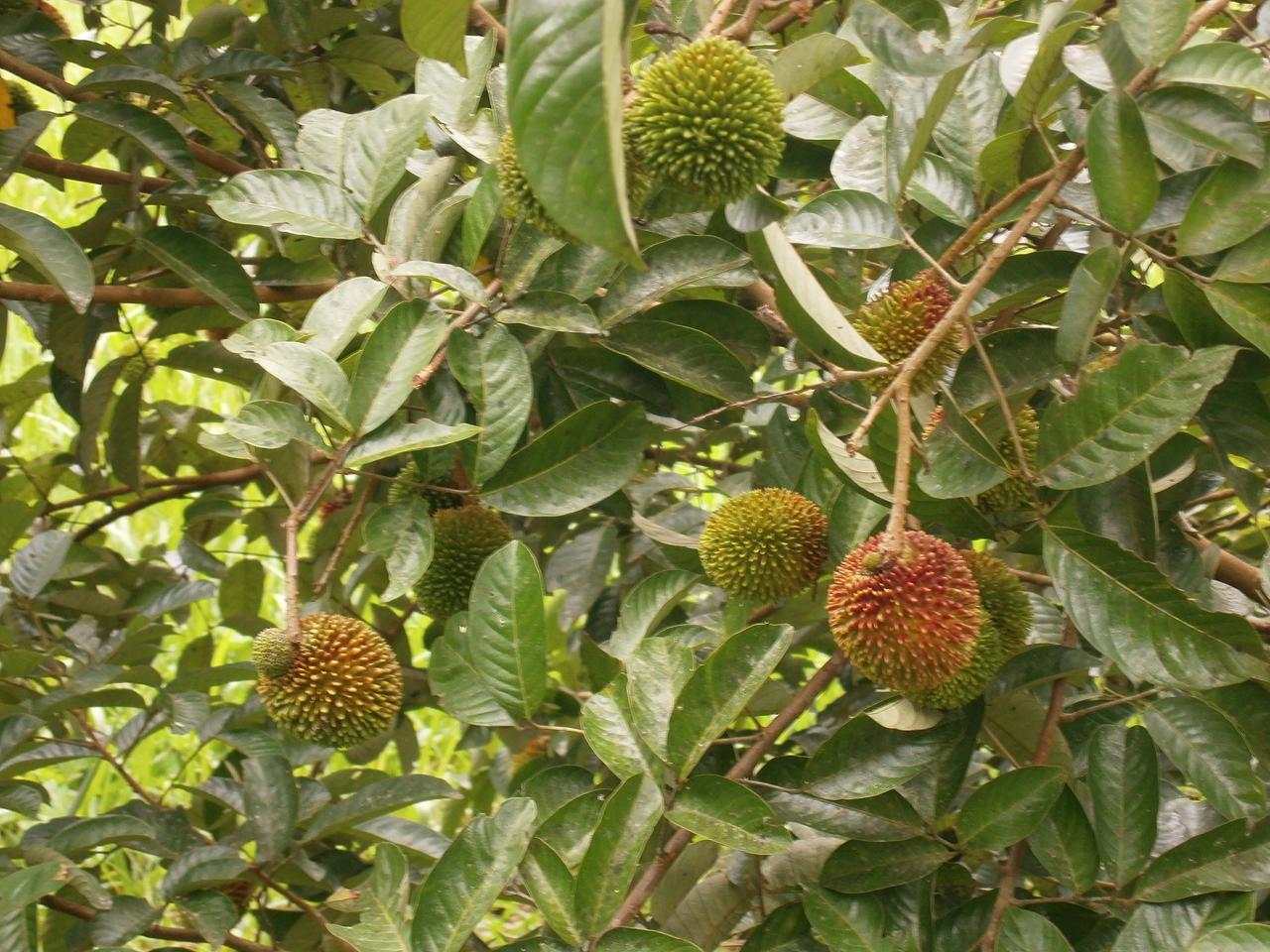 KAKCIK SEROJA: 18/12/2011 - ke dusun buah-buahan...