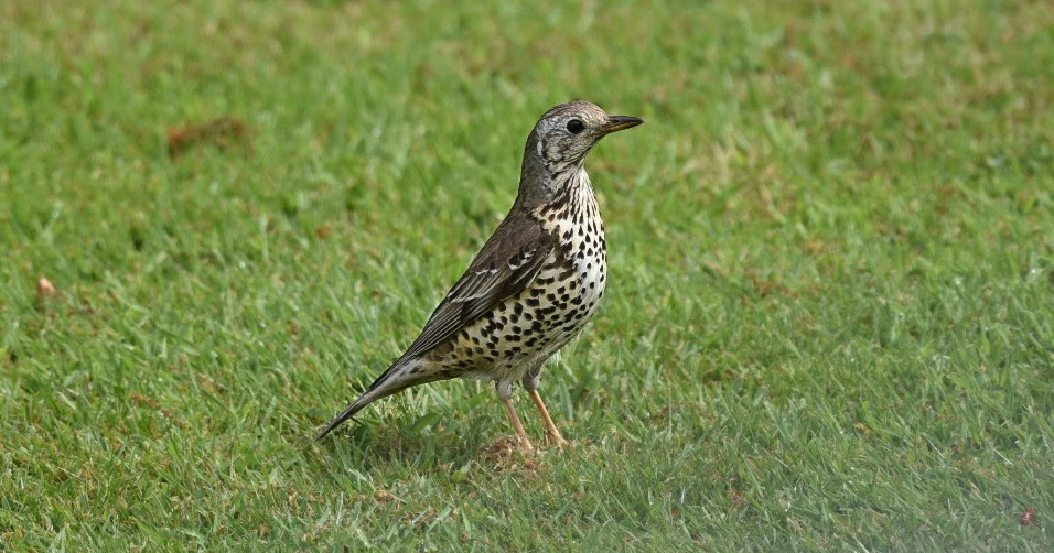 A Wirral birders blog: Mistle & Song Thrush