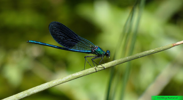 Blog de campo y minerales: Insectos por el Arquillo.