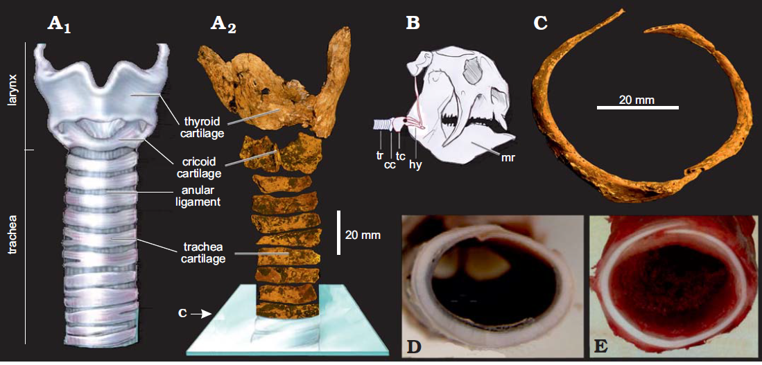 Sciency Thoughts: Panochthus sp.: Preserved tracheal rings in a Late ...
