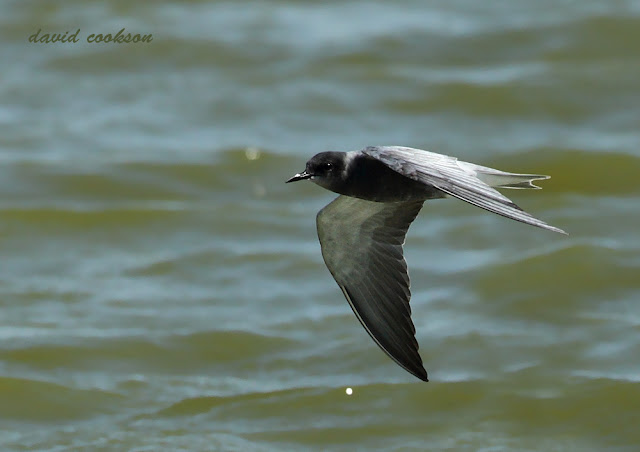 Out and About with David Cookson