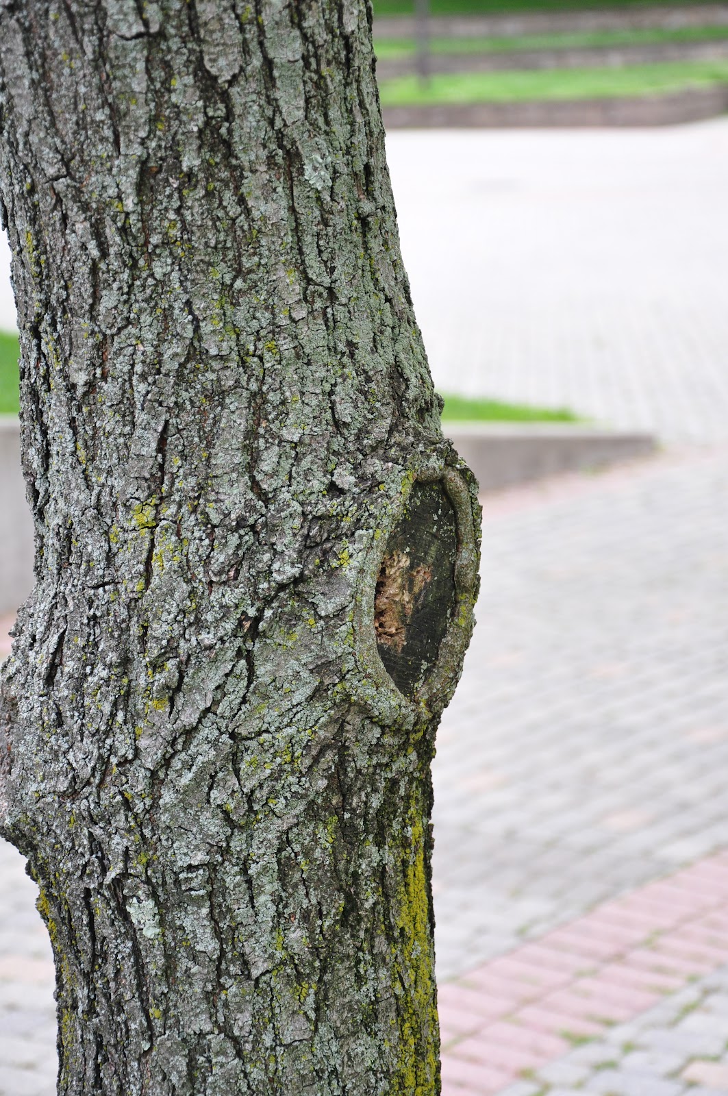 UMD Arboretum and Botanical Garden: A Day With Dr. Alex Shigo