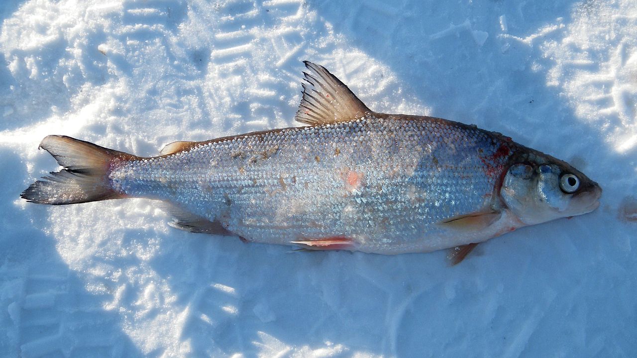 Artes de Pesca: ACTINOPTERYGII