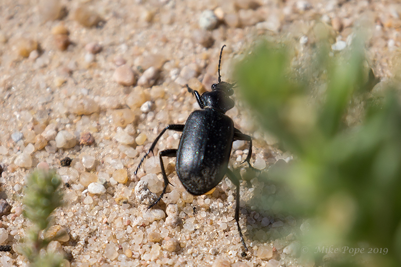 Kuwait Birding: Spring has sprung