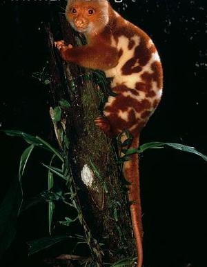 Bioanimal: Diprotodontos