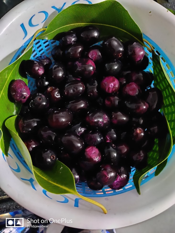 Jambul(Java Plum/Syzygium cumini)