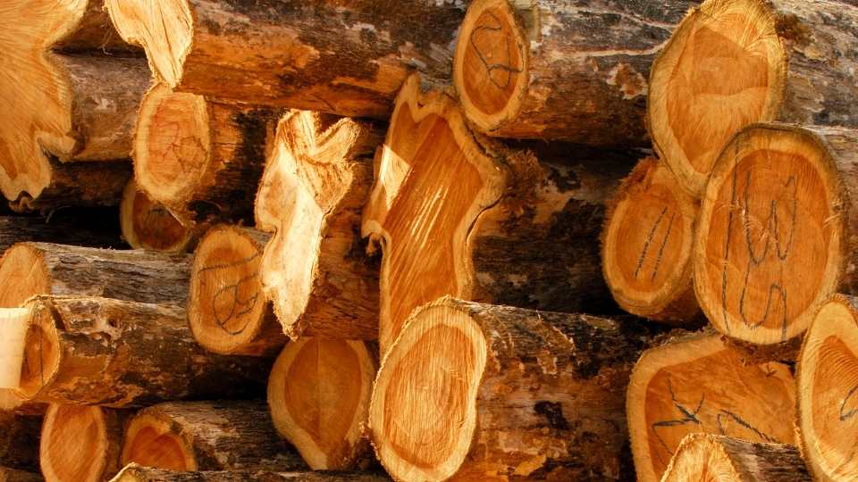 5 Jenis Kayu Kelas II Berdasarkan Tingkat Kuatnya - Toko Lantai Kayu