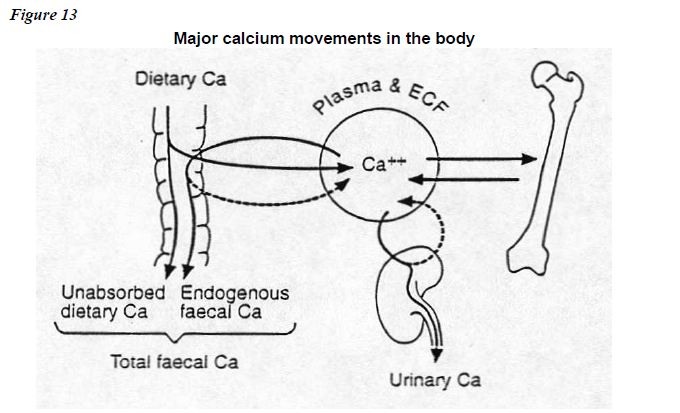 Beautiful Nature: Biological Role of Calcium