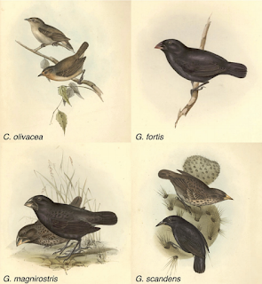 GW Human Evolutionary Genetics : Darwins Finches, introgression, and ...