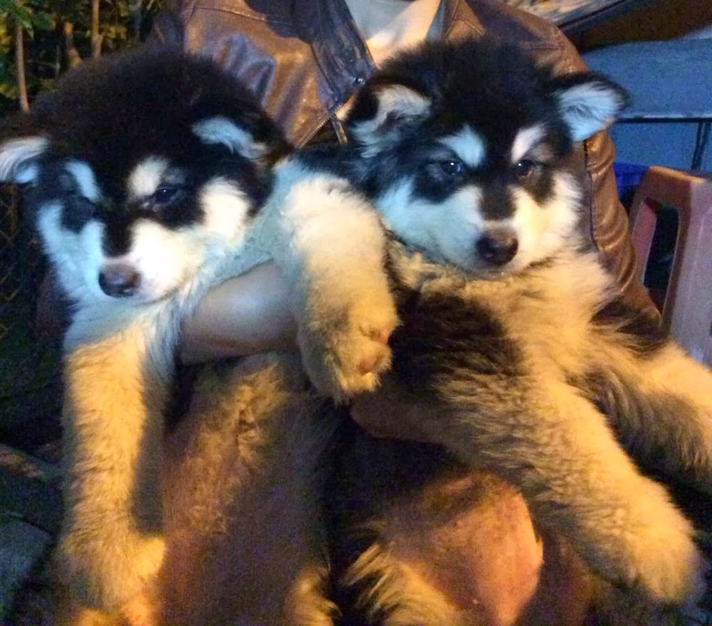 Dog alaska image | Photos-Animals-Pets.BlogSpot.com