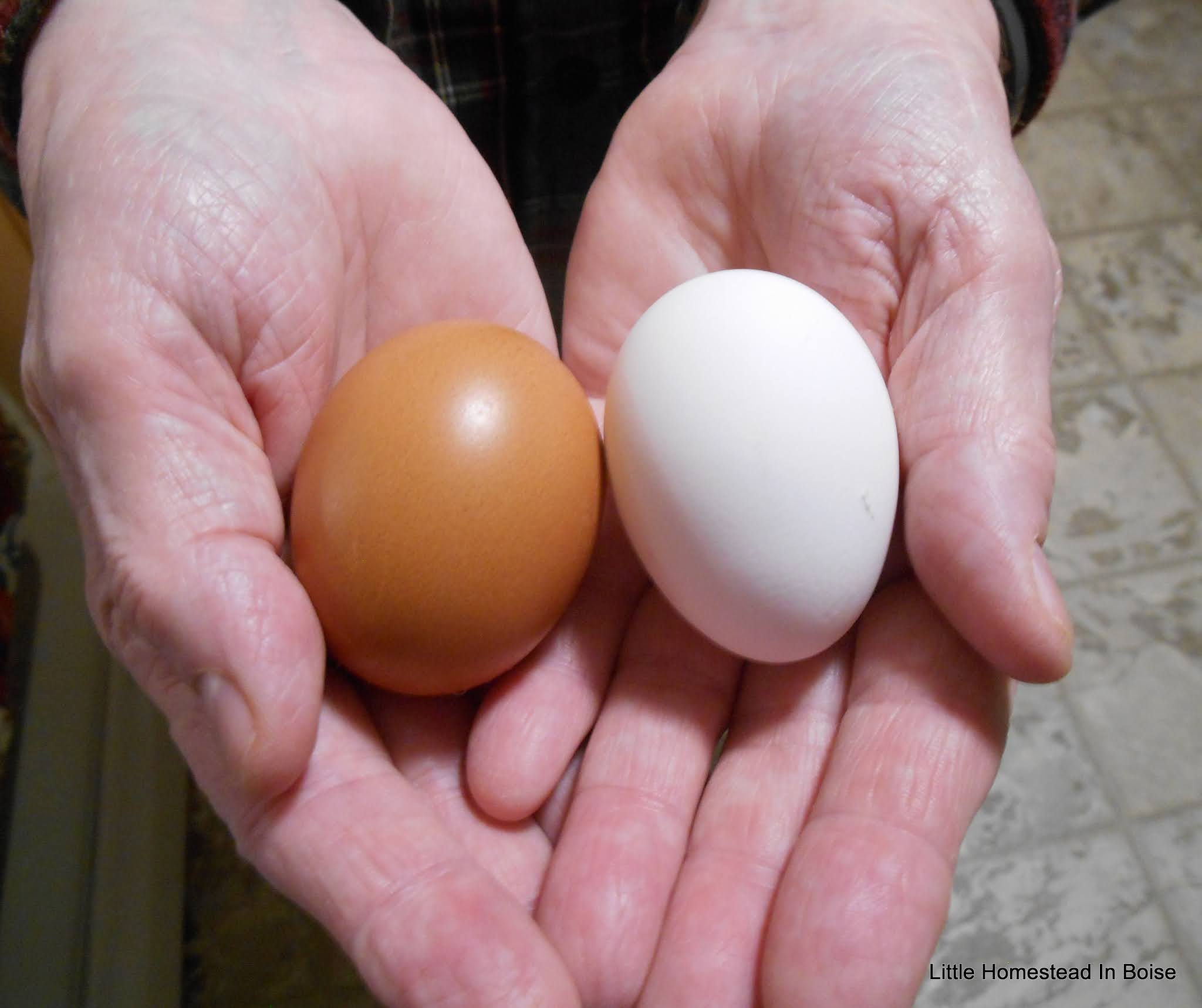 Little Homestead In Boise : And Then There Were Two!