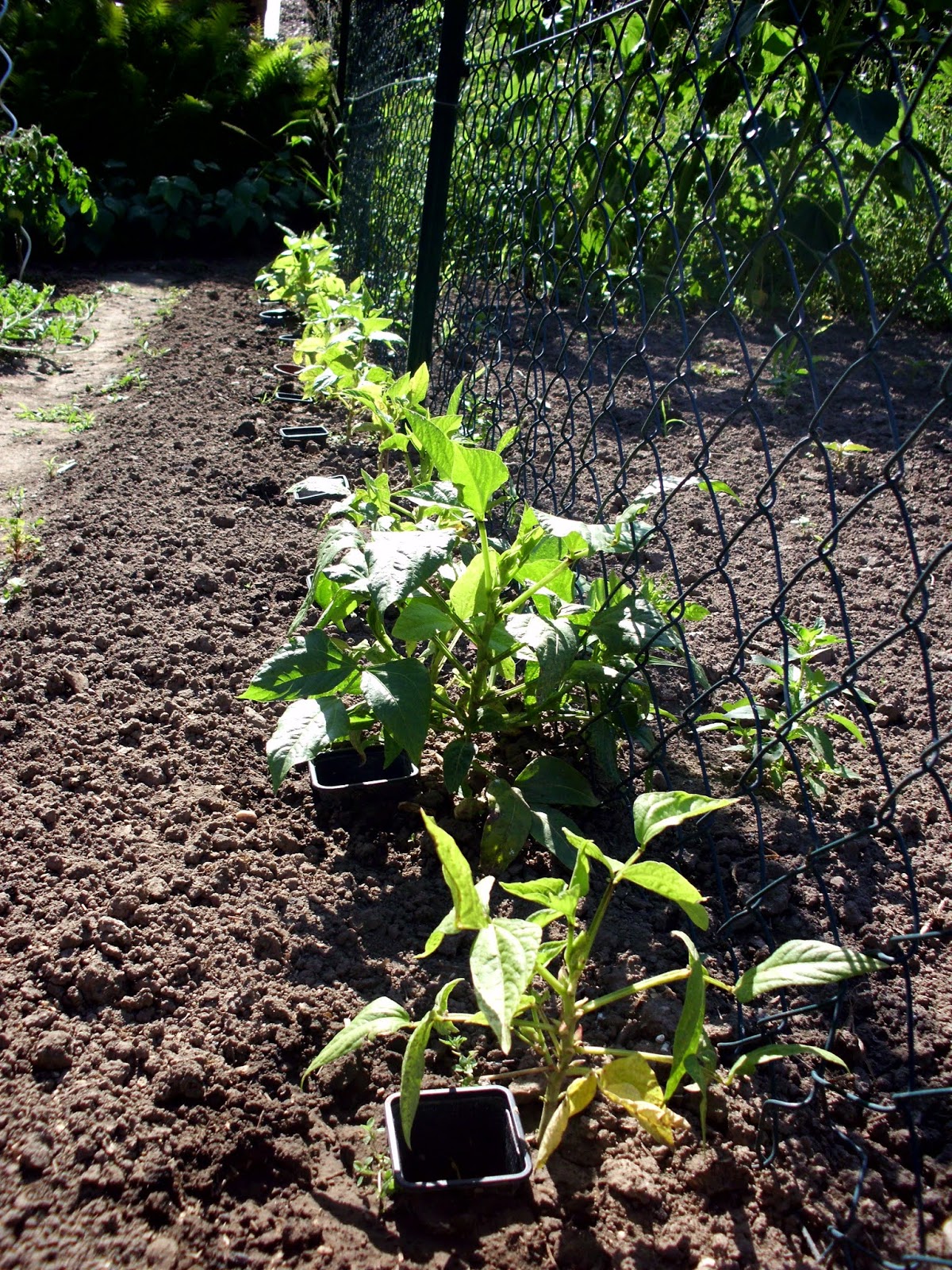 Absolut ehrlich!*****: Gartenexot 2020 - 4. Update