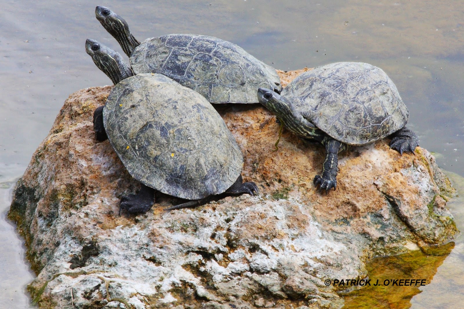 Raw Birds: BALKAN POND TURTLE (Mauremys caspica subspecies M. c ...