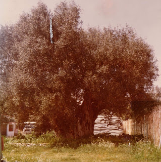 ΓΙΑΝΝΗΣ Δ.ΛΥΡΑΣ: 1929-2002 ΚΑΙΝΟΤΟΜΑ ΕΚΠΑΙΔΕΥΤΙΚΑ ΠΡΟΓΡΑΜΜΑΤΑ