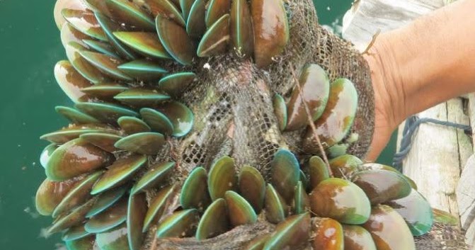 Kerang Hijau; Klasifikasi, Morfologi, Habitat Dll - Melek Perikanan