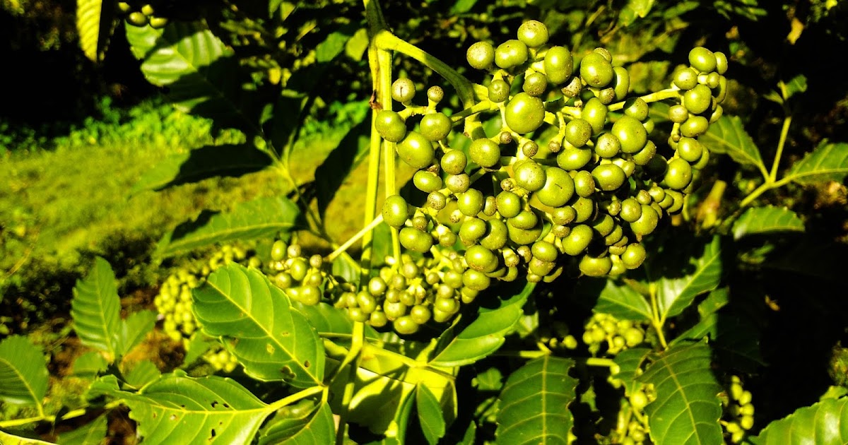 ගුරුල්ල / බුරුල්ල - Gurulla / Burulla - Bandicoot berry - Leea indica