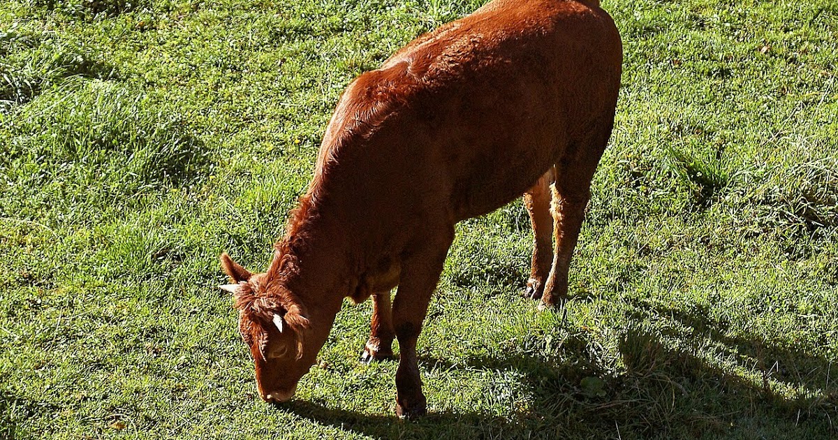 Resplendent: The Mystery of the Red Heifer