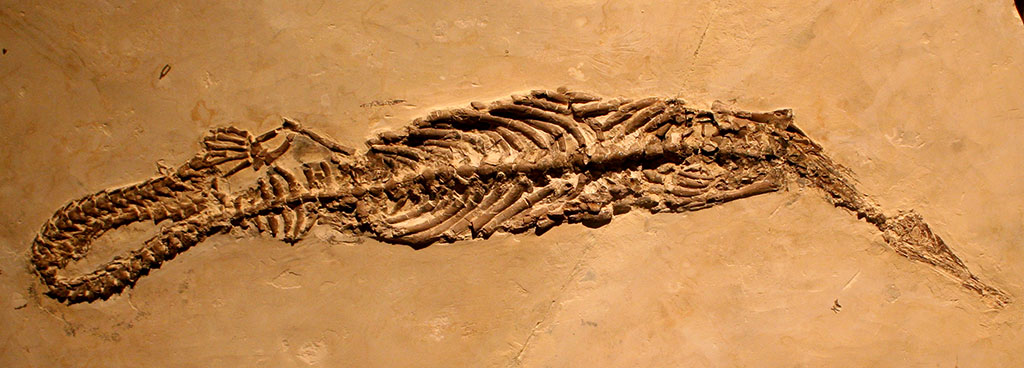 Louisville Fossils and Beyond: Mesosaurus brasiliensis Aquatic Reptile ...