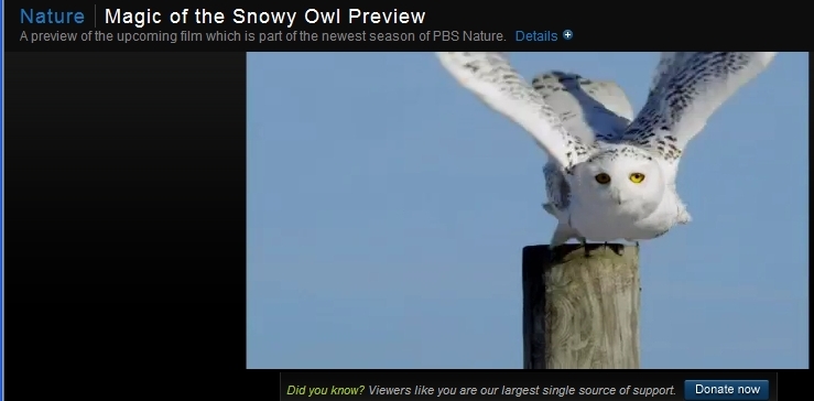 The Raptor Center: Magic of the Snowy Owl program on Nature/PBS