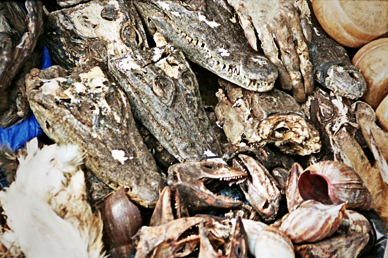 Notes From Different Spots: Mara Bagga Yorro / animal body parts market ...