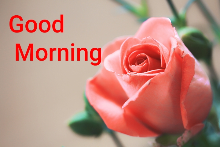 Top 10 Good Morning Ji Images greeting Pictures,Photos for Whatsapp ...