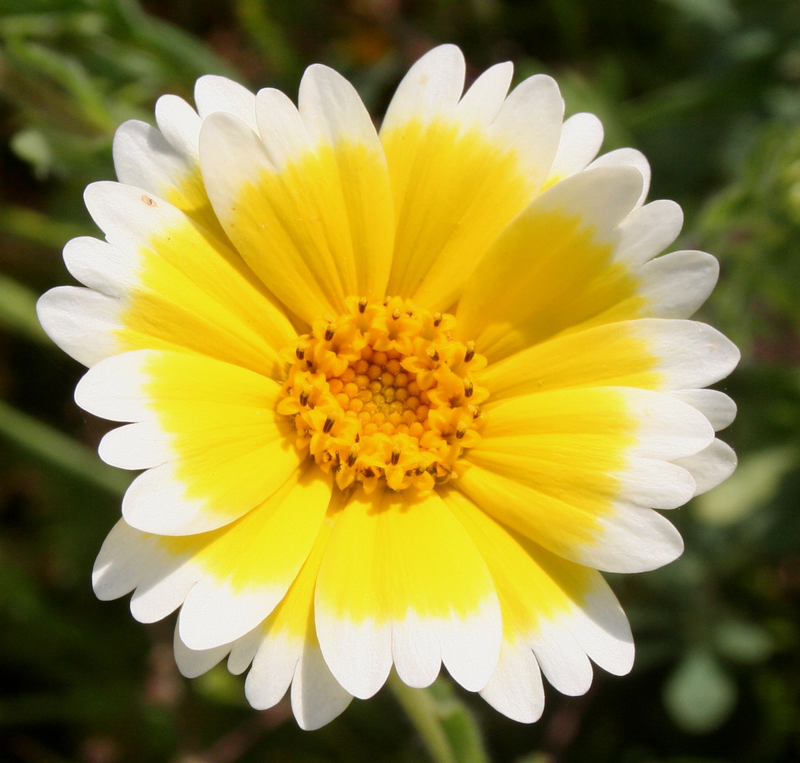 Acorn to Oak: Spring Beauties