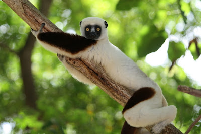 The Sifaka Lemur | Animal Information & Facts | The Wildlife