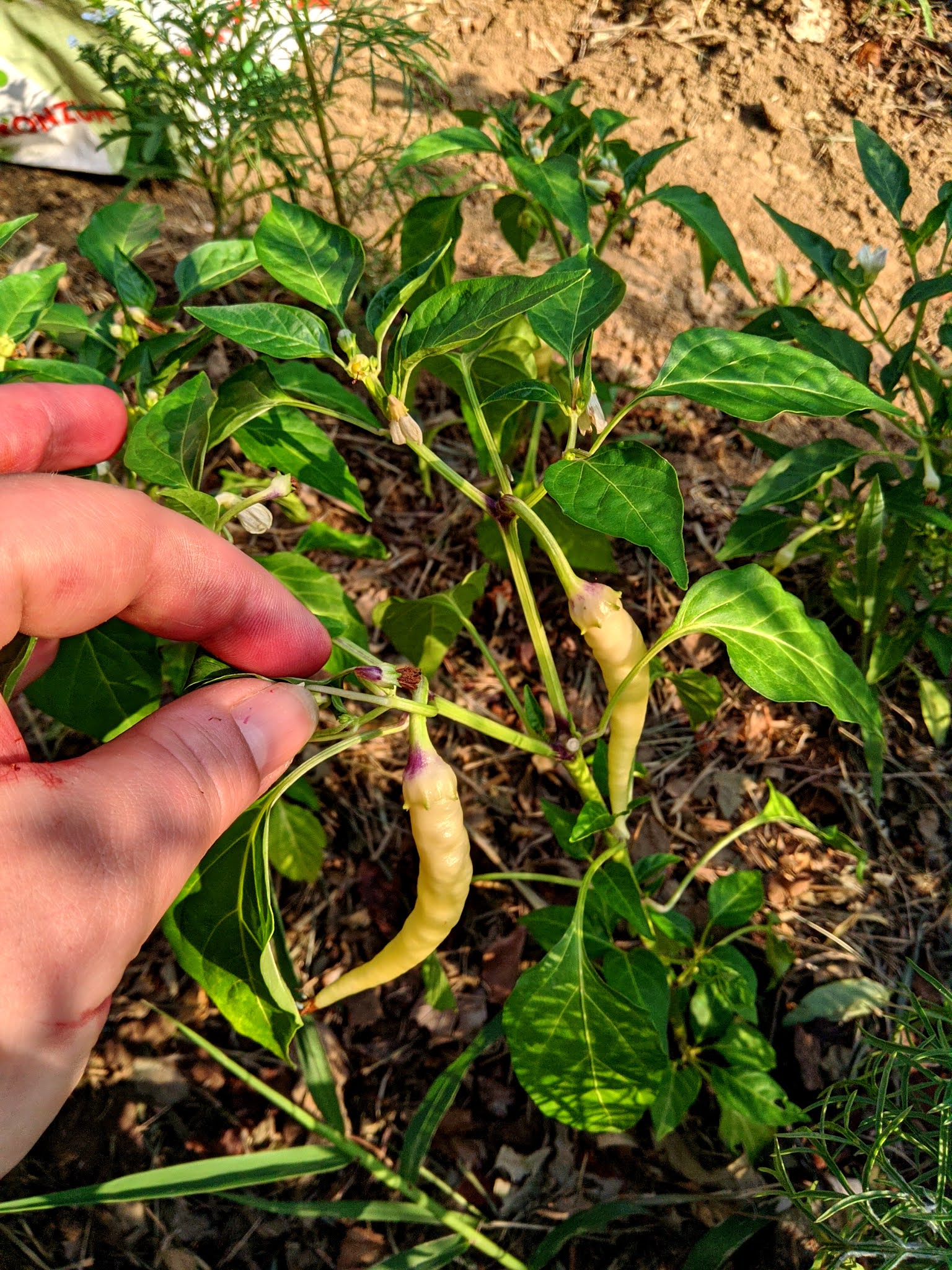 Fefferoni- Balkans hot peppers - Rolling down my garden