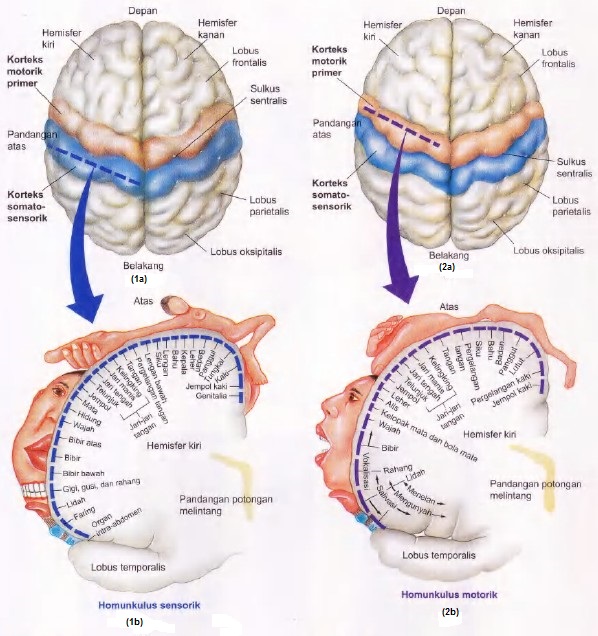 Sistem saraf manusia: Otak