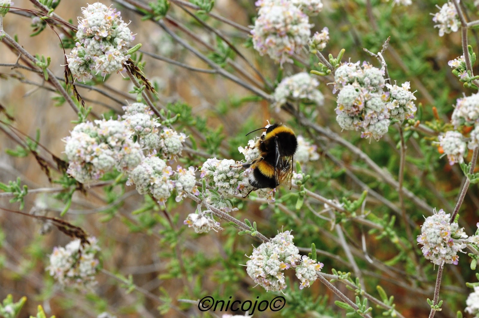Foto's en korte verhalen uit Spanje: juni 2013
