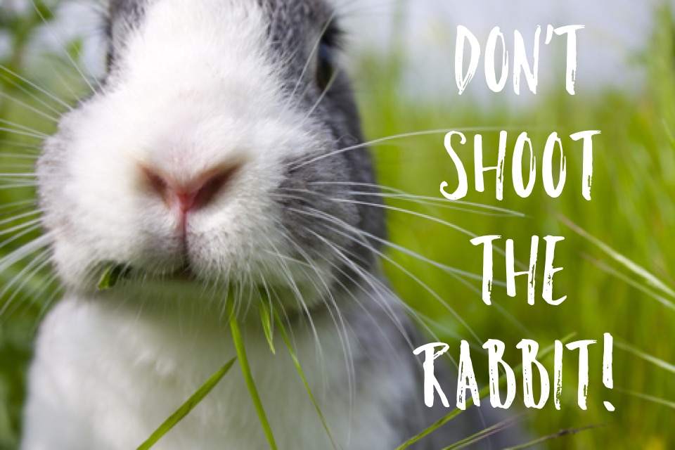 HOW TO KEEP RABBITS OUT OF THE GARDEN - garden home